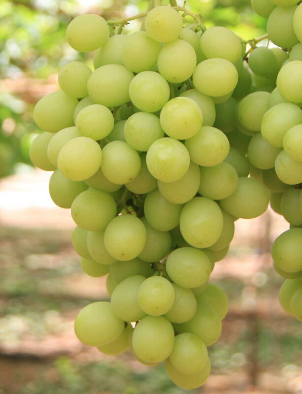 Sugraone uva seedless | San Nicola Group