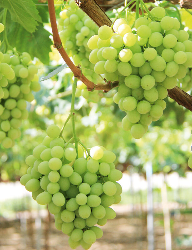 Great Green uva seedless | San Nicola Group