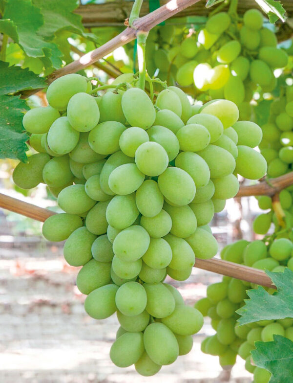 Sugar Crisp uva seedless | San Nicola Group